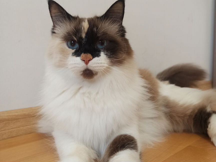 Кошка рэгдолл