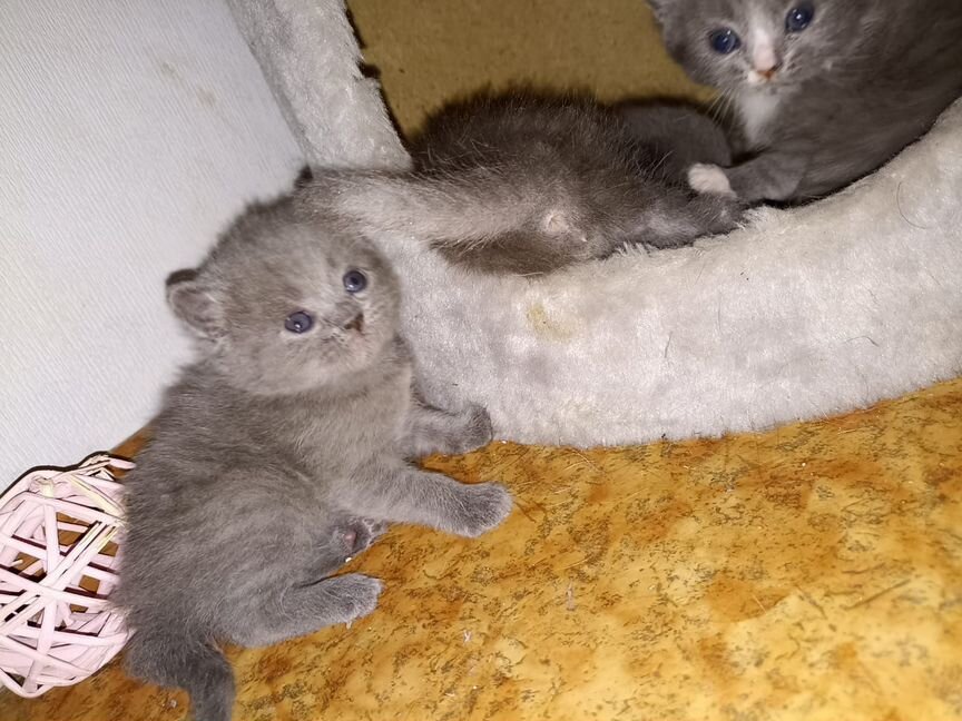 Котята британские