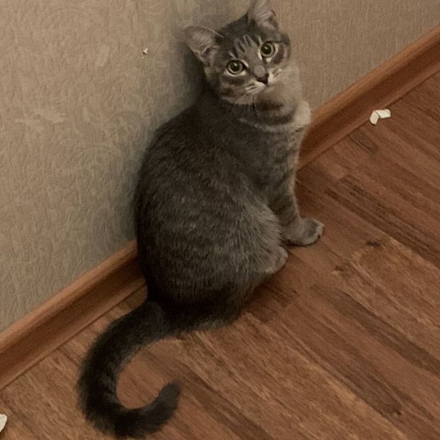 Сибирская кошка