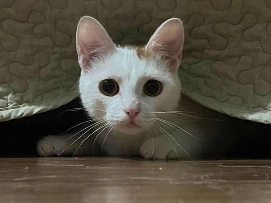 Милый беленький котик в добрые руки