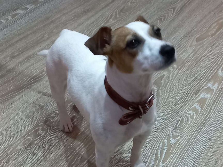 Джек Рассел терьер