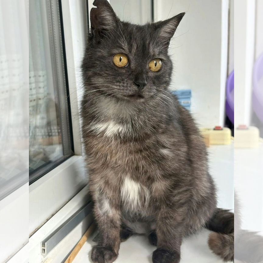 Шотландская прямоухая короткошёрстная, взрослая кошка