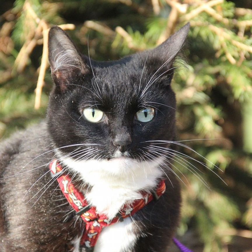 Кошечка Бэлль в дар