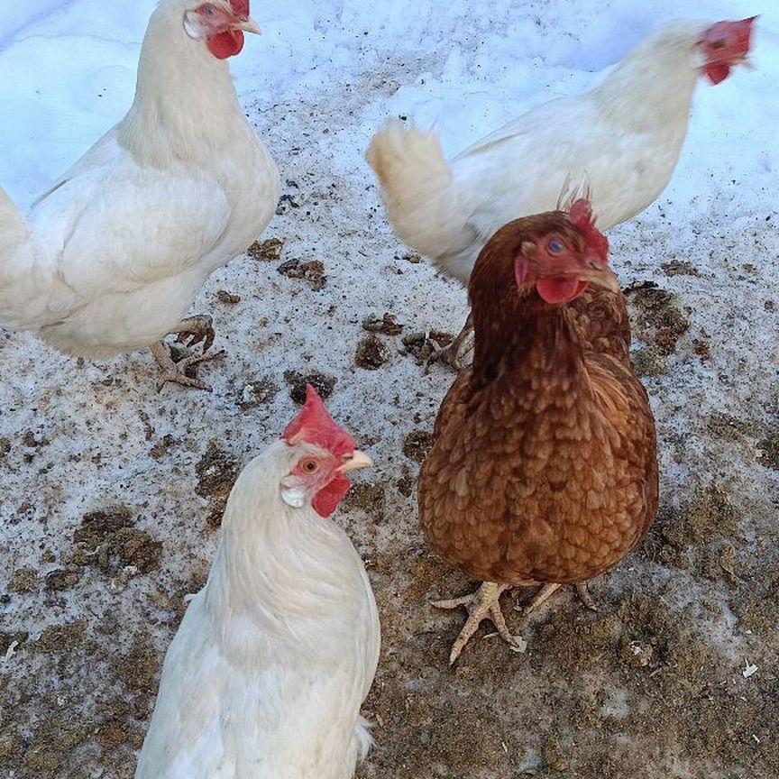 Куры молодки несушки