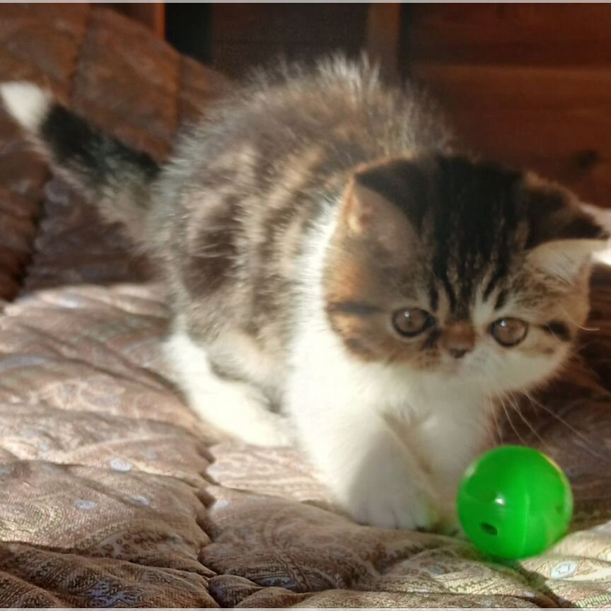 Экзотическая короткошерстная