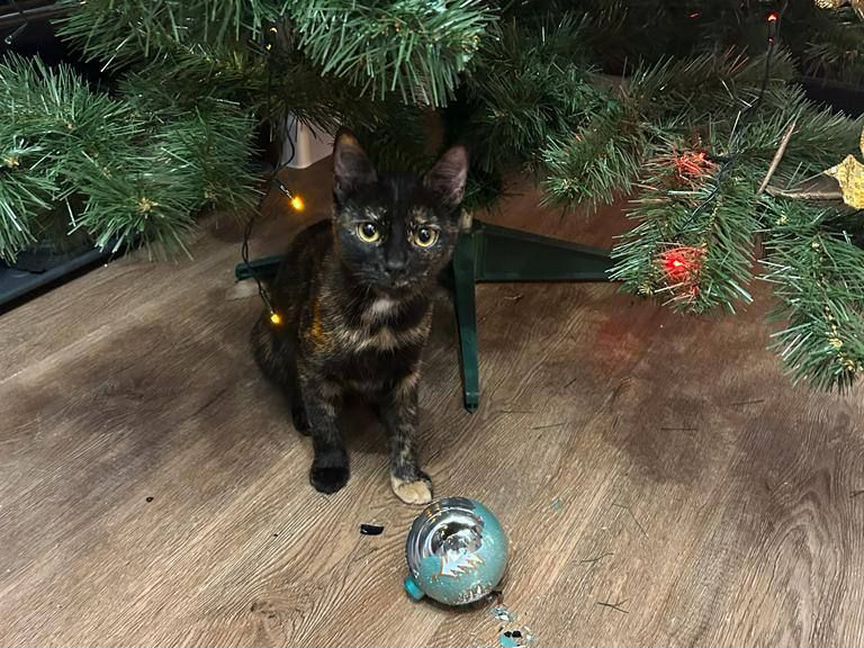 С Новым годом - кому маленькую шкоду котенка