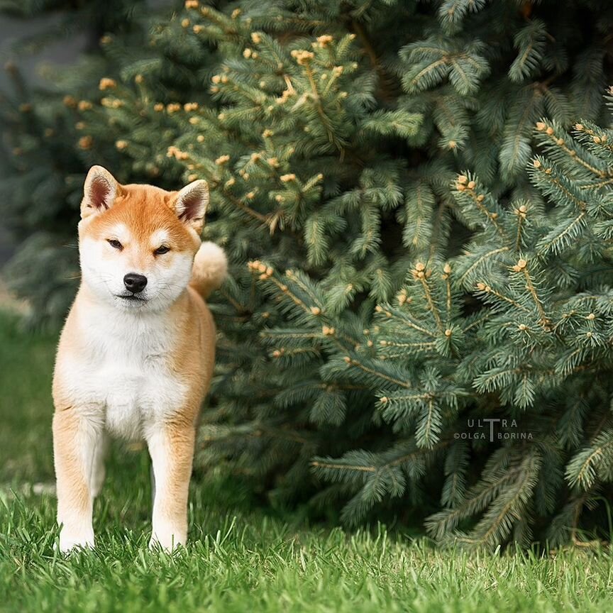 Щенок сиба ину
