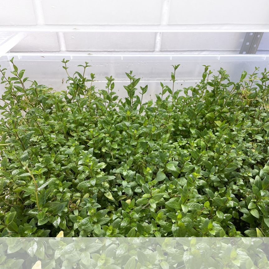 Стаурогин репенс (контейнер)