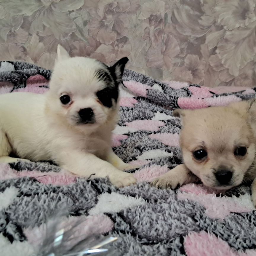 Чихуахуа, щенок