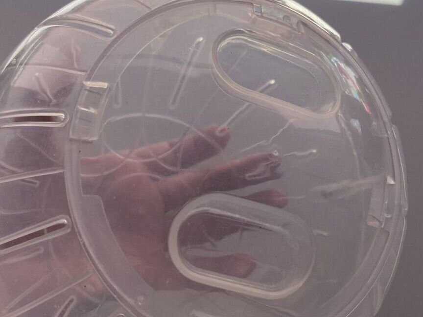 Шар 16 см для грызуна,крысы, хомяка