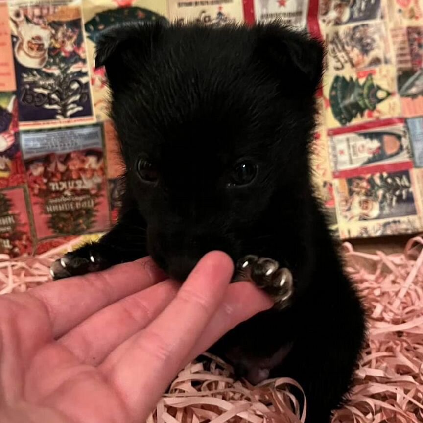 Щенок в добрые руки