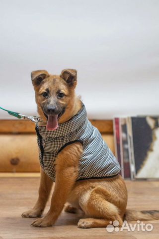 Наша красавица Бекки замерзает без дома