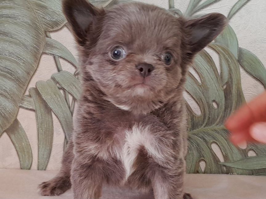 Цветные девочки