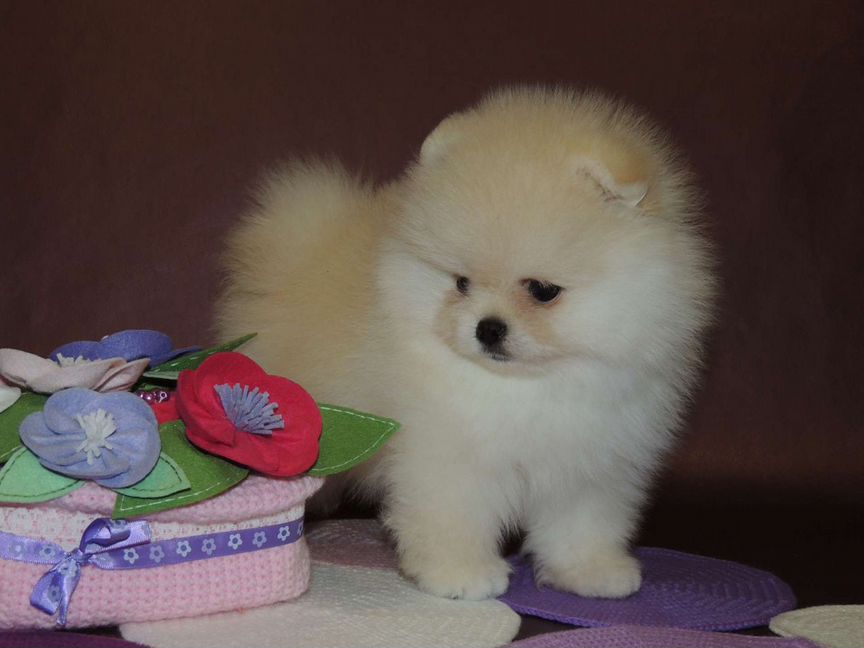 Померанские шпицы mini