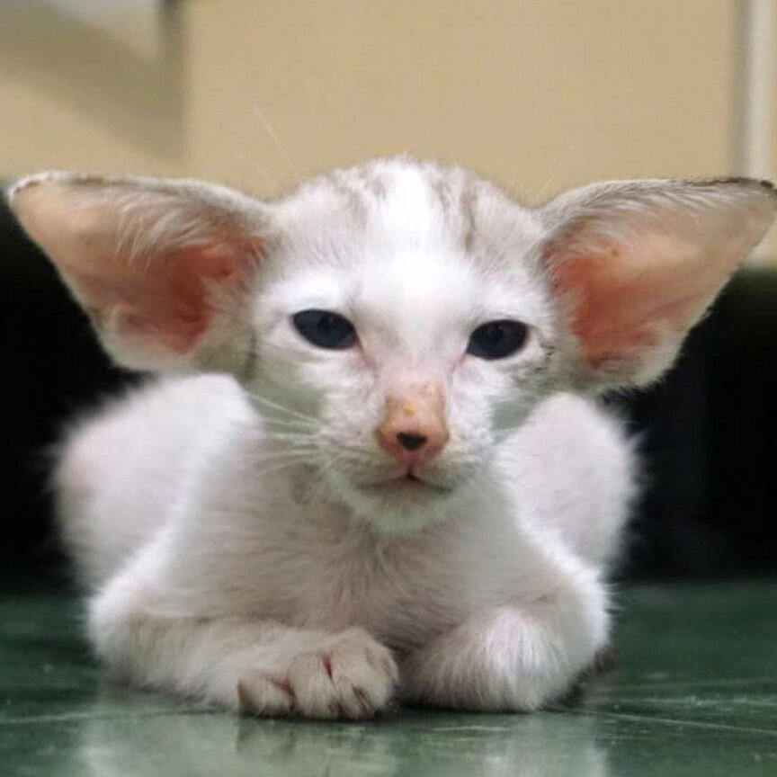 Кошки