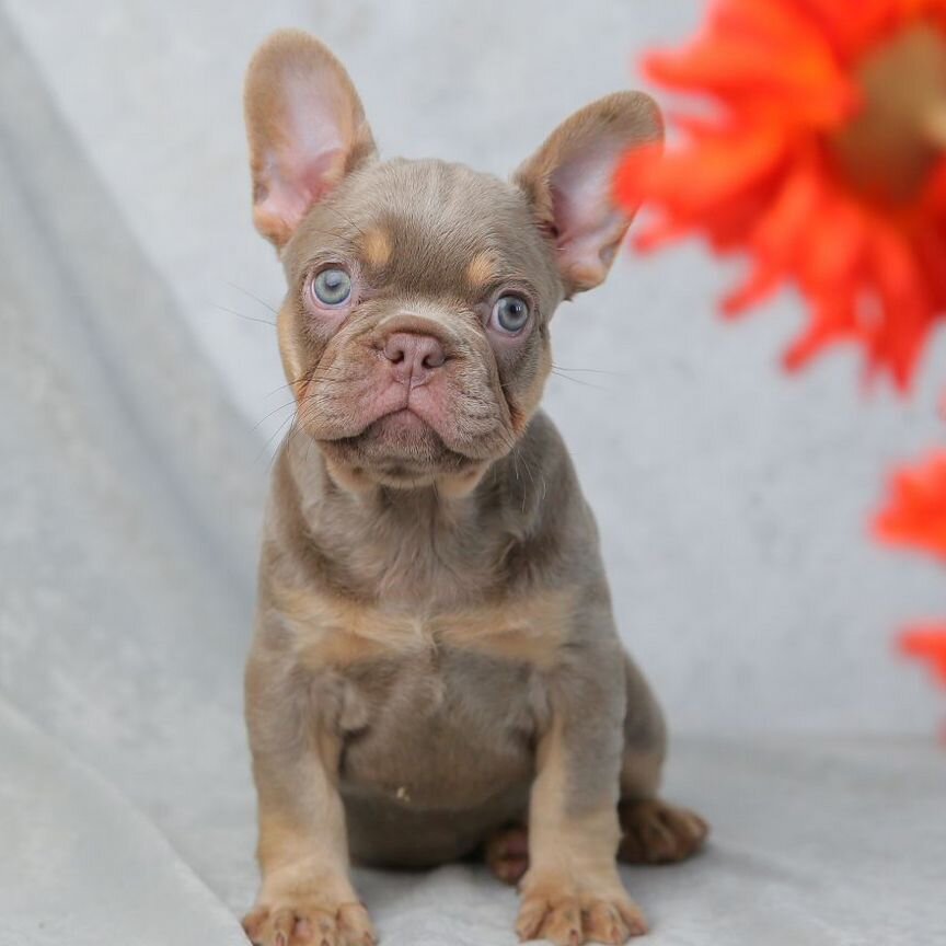 Французский бульдог бусинка какао Изабелла