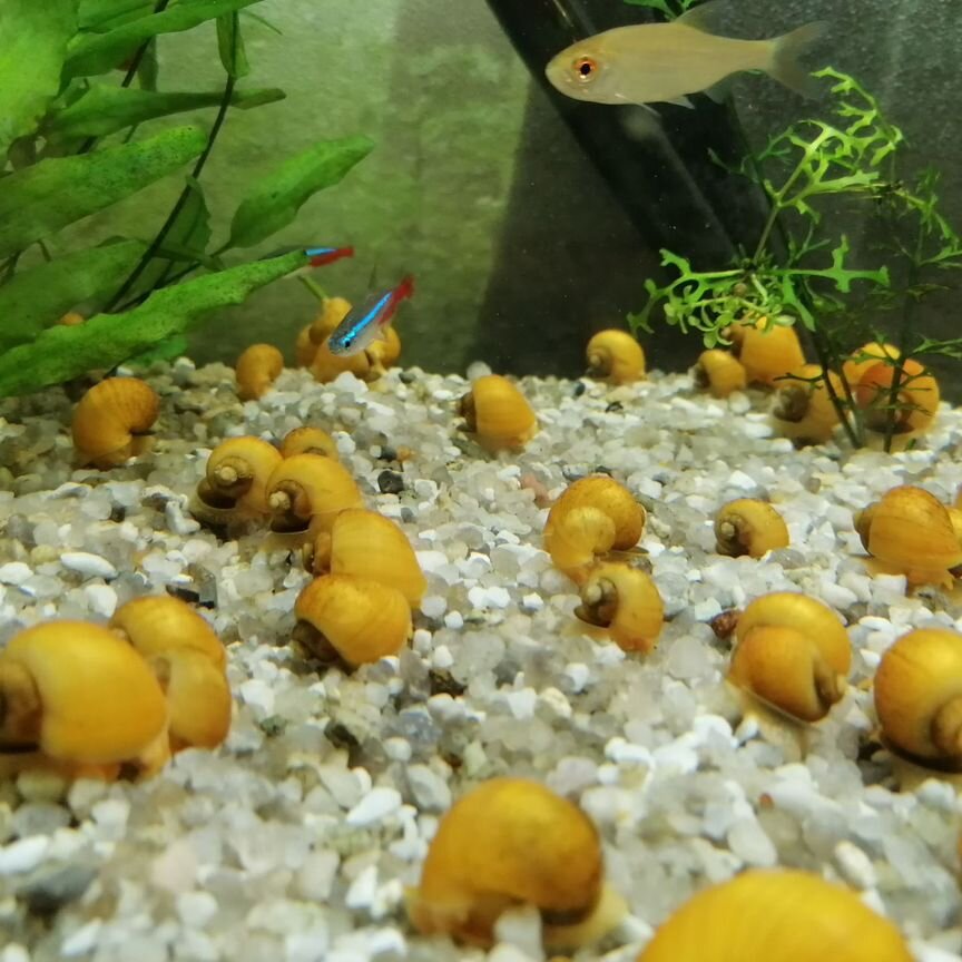 Улитки ампулярии