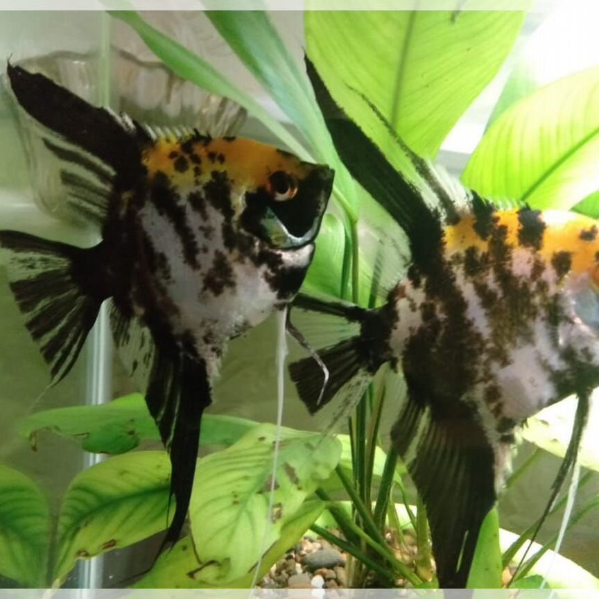 Рыбки скалярии