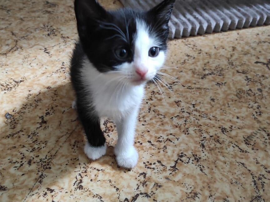 Кот ищет дом