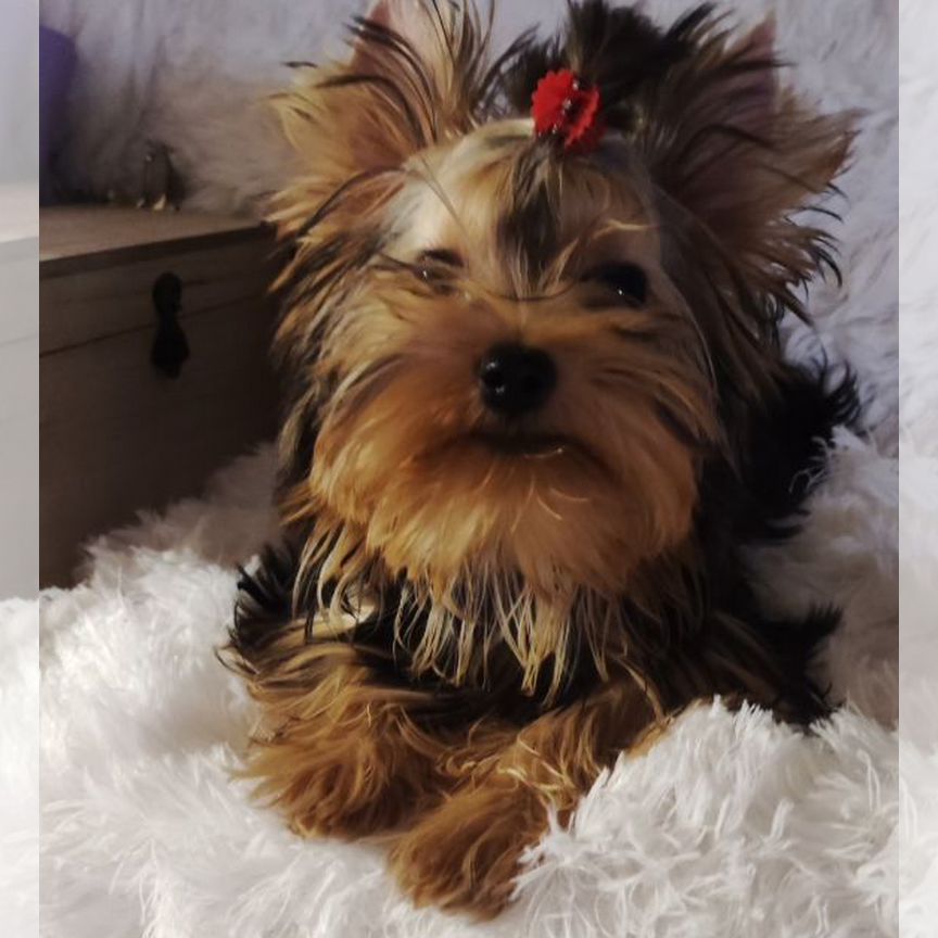 Йоркширский терьер, щенок