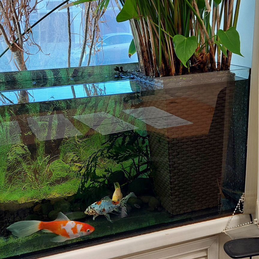Аквариум