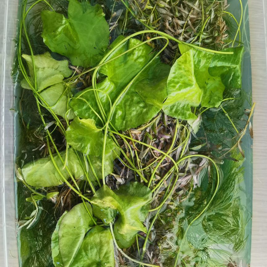 Аквариумное растение