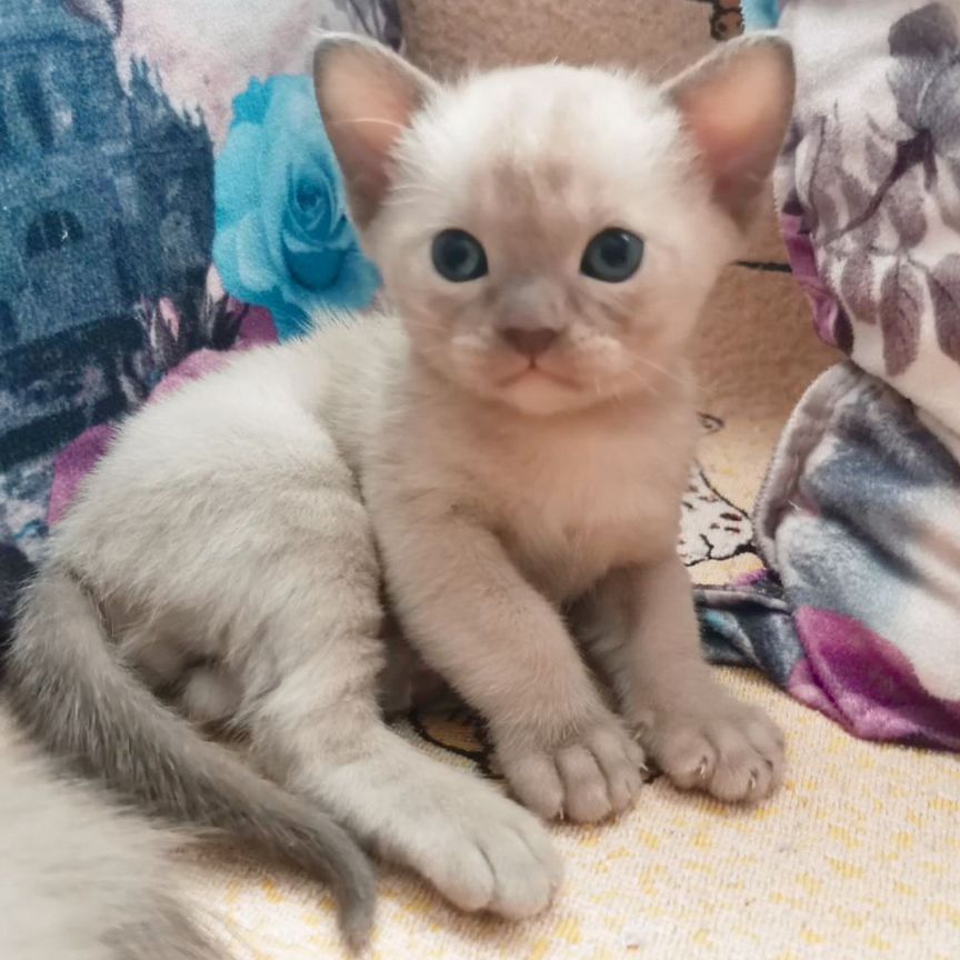 Бурманский шоколадный мальчик