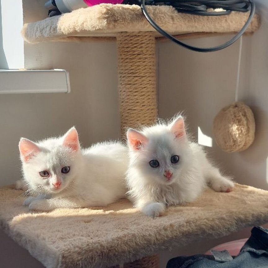 Котята в добрые руки бесплатно девочки