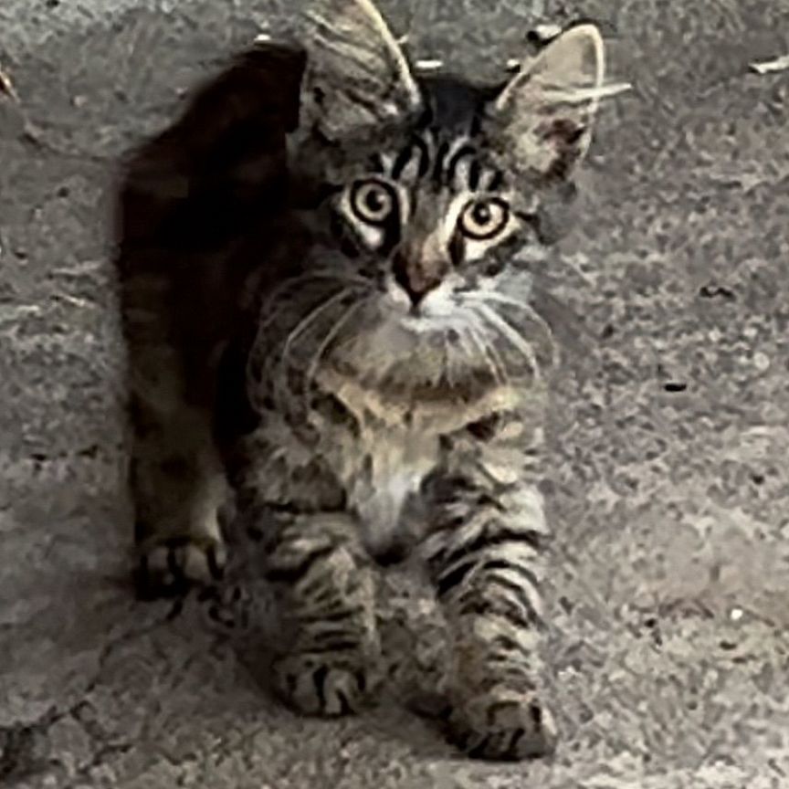 Котята оставлены на улице