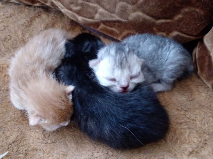 Отдам котят в добрые руки