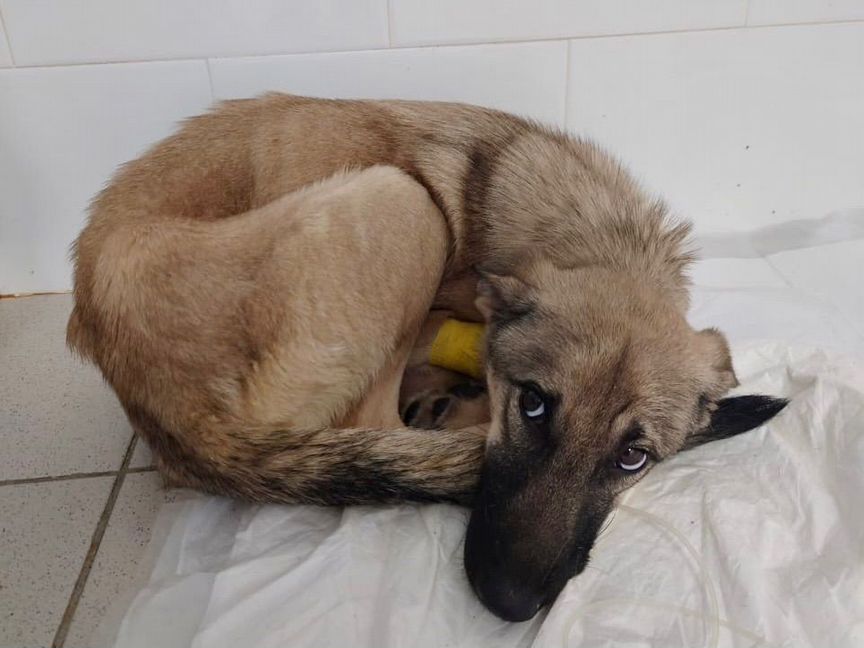 Собаку сдали в приют