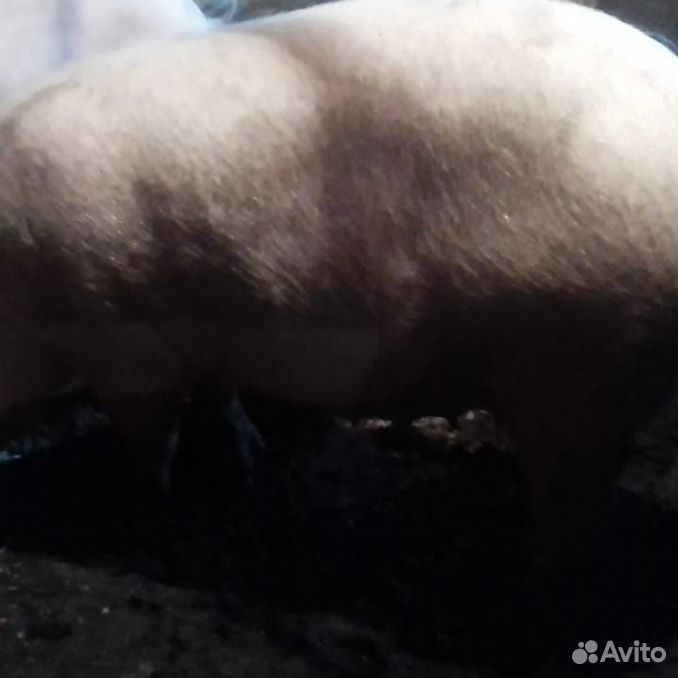 Домашняя свинья