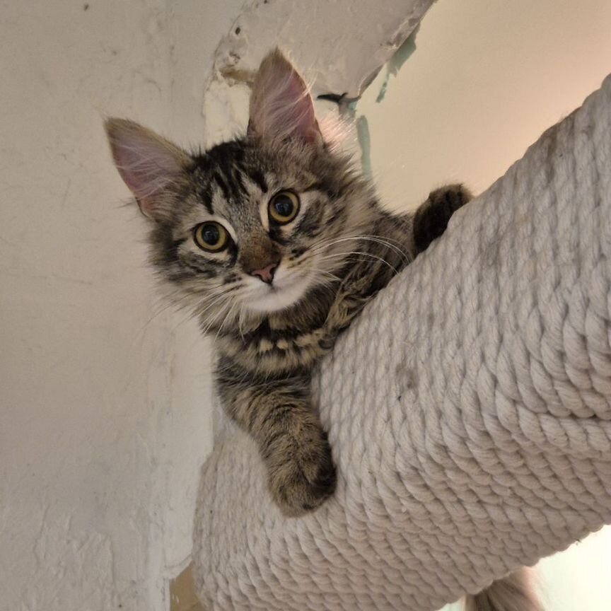 Котенок в добрые руки