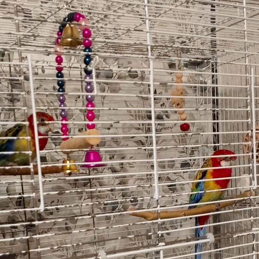 Волнистый попугай и Розеллы