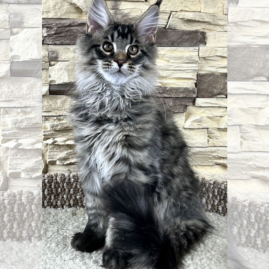 Мейн-кун котёнок