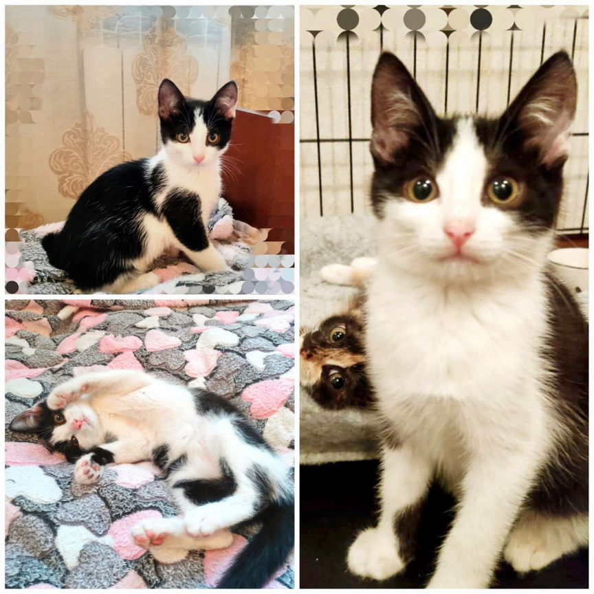 Котенок мальчик в добрые руки