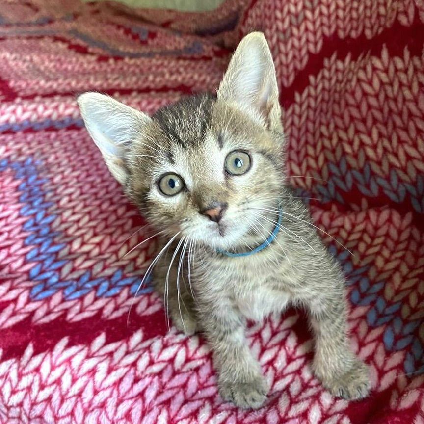 Котята