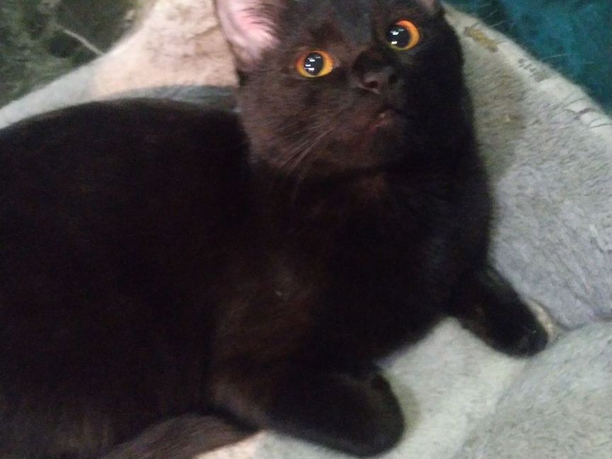 Кошечка Черничка из приюта