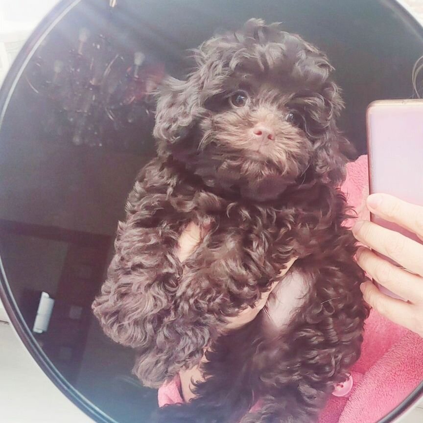 Мальтипу кудряшки