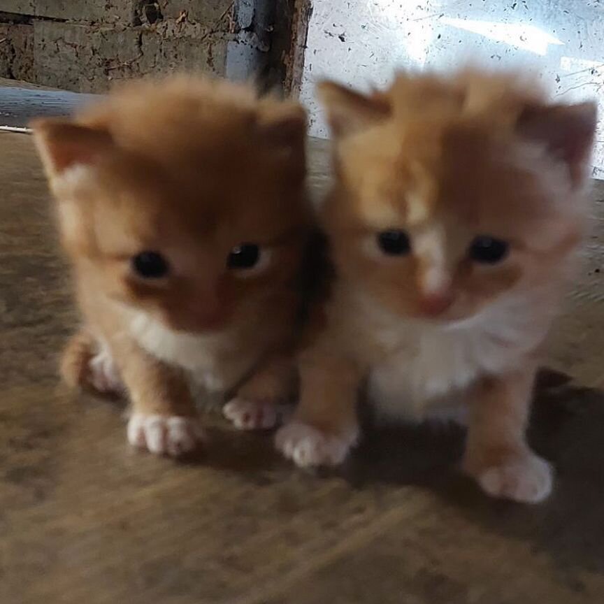 Котятки в добрые руки