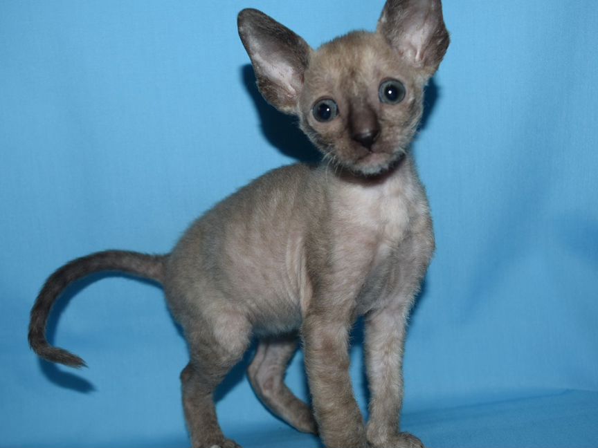 Кошечка редкого окраса корниш рекс