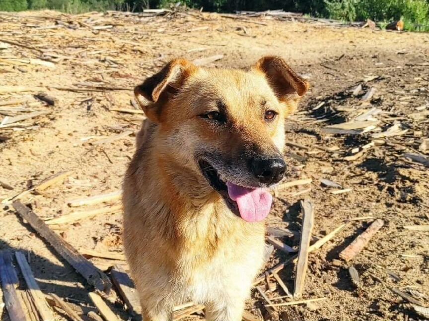 Кузя ищет дом