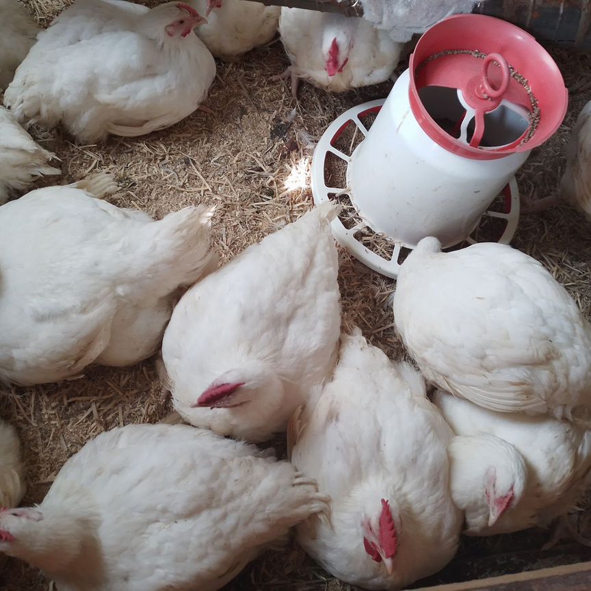 Куры бролеры