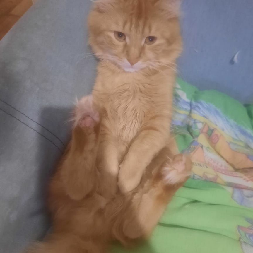 Отдам котика в добрые руки