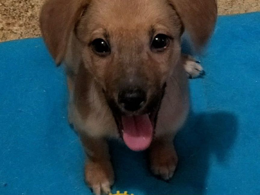 Спасенный щенок Бруно