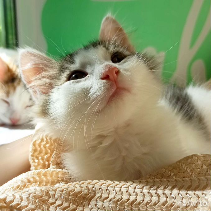 Котёнок мальчишка в поисках дома