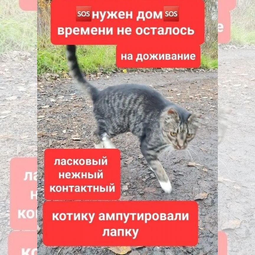 Взрослый кот в добрые руки