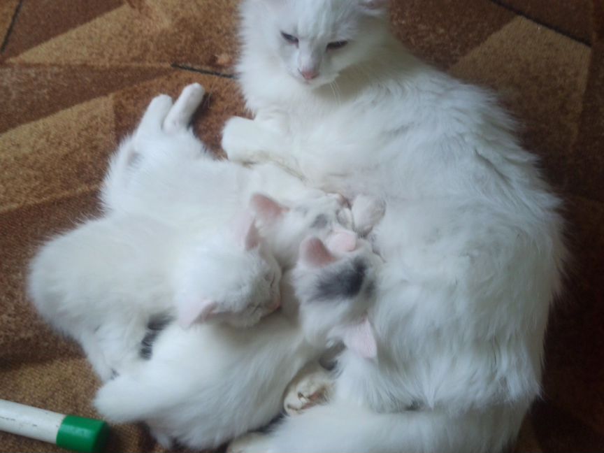 Котята в добрые руки