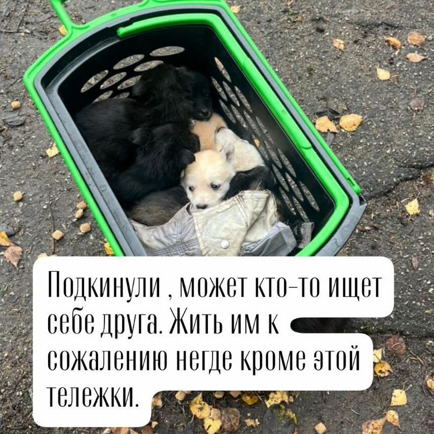Собака в добрые руки отдам бесплатно