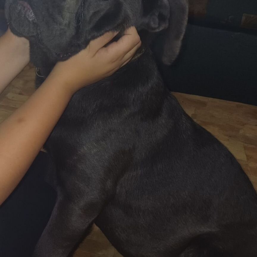 Мальчик кане корсо